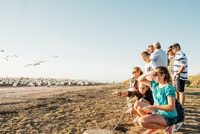 Gannet Safaris Overland tour to Cape Kidnappers Gannet Colony - An In-Depth Look at the Tour Experience