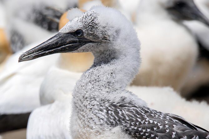 Gannet Safaris Overland tour to Cape Kidnappers Gannet Colony - The Sum Up