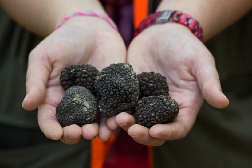 Gaon - Istria: Truffles Hunting & Cooking & Tasting - FAQs