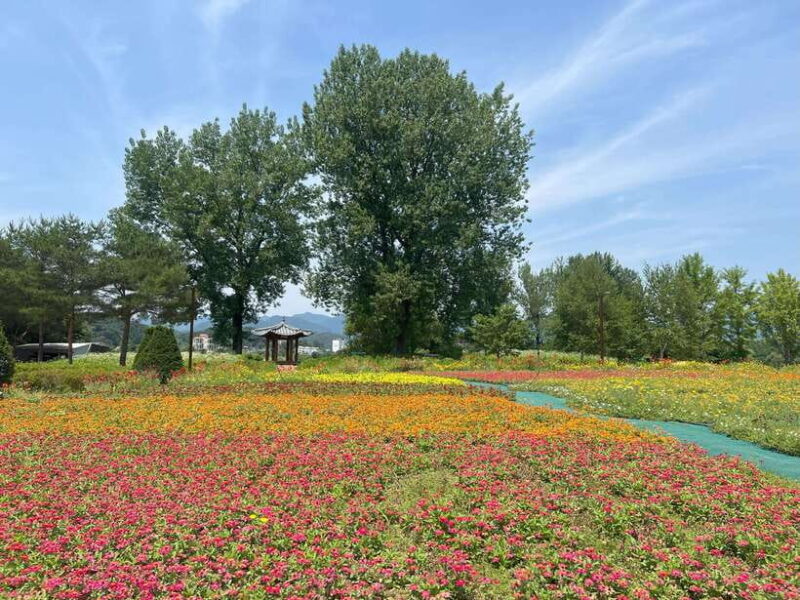 Gapyeong Day Trip : River Cruise to Walk around Jarasum - Key Points