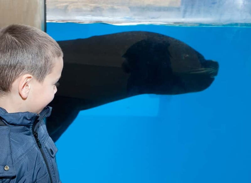 Gardaland SEA LIFE Aquarium: Open Date Entry Ticket - Practical Tips for Visiting