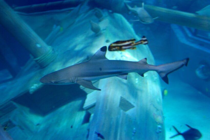 Gardaland SEA LIFE Aquarium: Open Date Entry Ticket - Authentic Experiences & Visitor Feedback