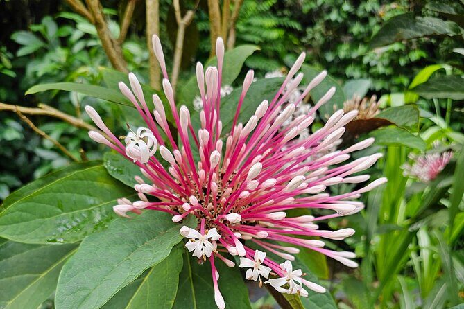 Gardens and Nature Chauffeur Adventures St. Lucia - FAQ