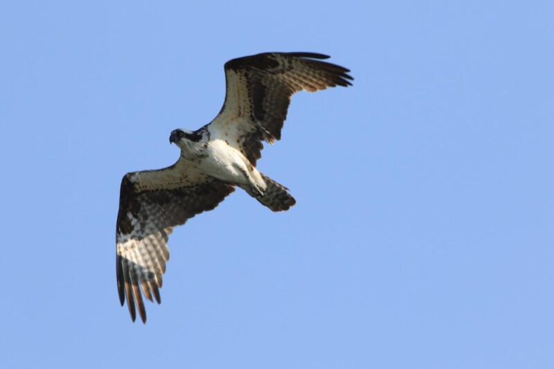 Gardiner: Scenic Raft Float on the Yellowstone River - Deep Dive Into the Experience