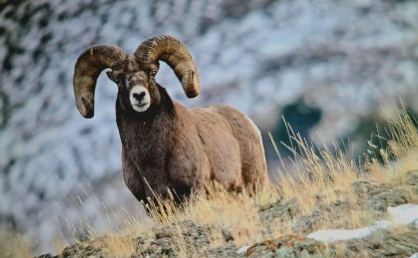 Gardiner: Yellowstone National Park Half Day Guided Hike - Exploring the Gardiner: Yellowstone National Park Half Day Guided Hike