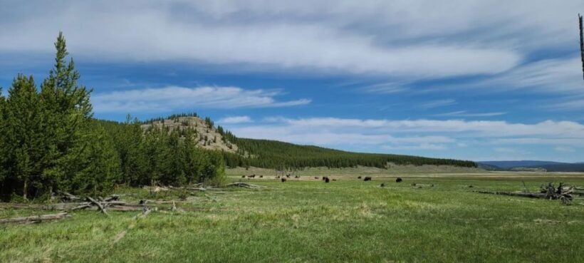 Gardiner: Yellowstone National Park Half Day Guided Hike - The Sum Up
