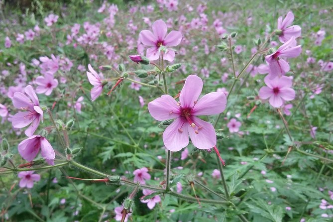 Gastro Hike (Private Tour) - Guide Experience and Expertise