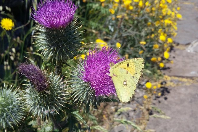 Gastro Hike (Private Tour) - Hike Highlights and Experiences