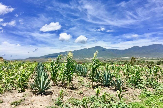Gastronomy Experience, Culture Mezcal,Tasting & Textiles. Private Tour. - An In-Depth Look at the Tour