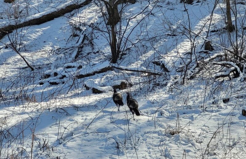 Gatlinburg: Great Smoky Mts National Park Waterfall Tour - What’s Included and What’s Not