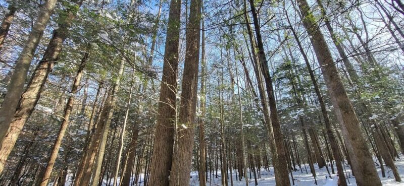 Gatlinburg: Great Smoky Mts National Park Waterfall Tour - Final Thoughts