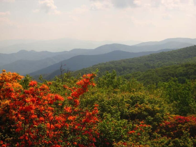 Gatlinburg: Smoky Mountain Appalachian Bald Guided Hike - An In-Depth Look at the Appalachian Bald Guided Hike