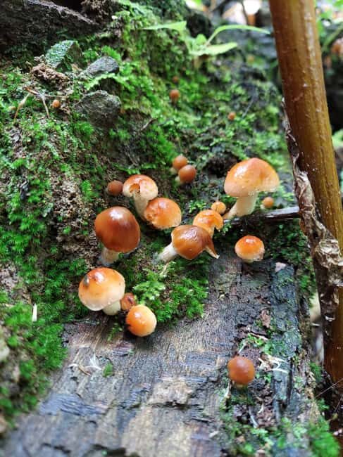 Gatlinburg: Smoky Mountains Fall Foliage Guided Tour - Key Points