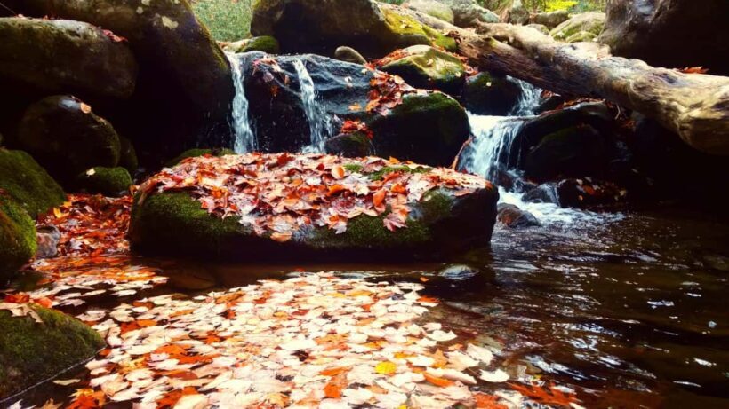 Gatlinburg: Smoky Mountains Fall Foliage Guided Tour - Who Should Consider This Tour?