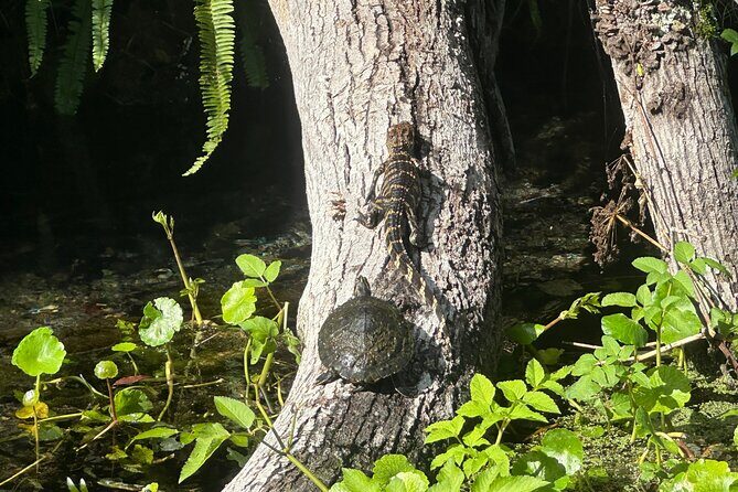 Gator Viewing Clear Kayak Springs Tour - Exploring the Silver Springs Gator Viewing Tour