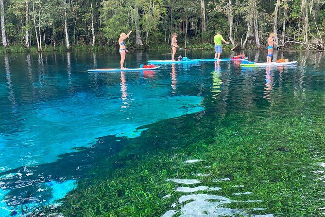 Gator Viewing Clear Kayak Springs Tour - Who Should Book This Tour?
