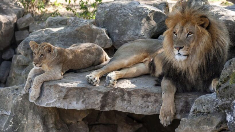 Gdansk: Oliwa Zoo with Tickets and Roundtrip Transportation - Introduction: Why This Tour Might Be Worth Your Time