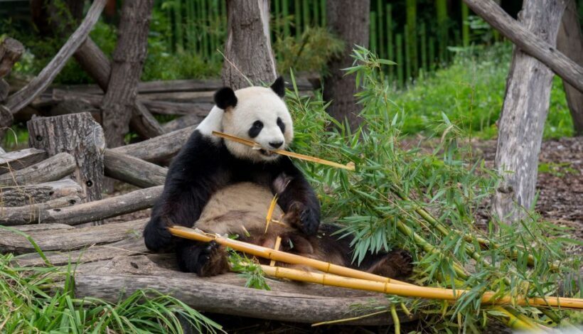 Gdansk: Oliwa Zoo with Tickets and Roundtrip Transportation - The Cost and Its Value
