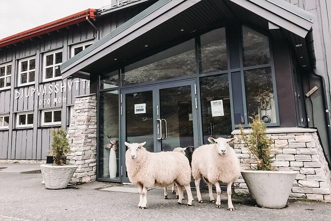 Geiranger: Excursions.no Mount Dalsnibba & Eagles Bend - Tour Logistics and Accessibility