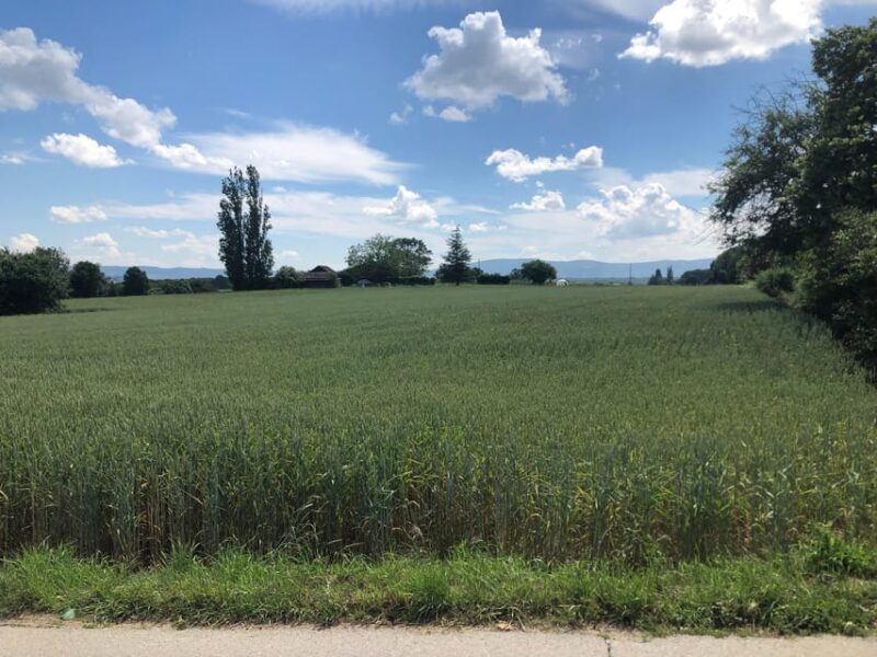 Geneva: Countryside and Wine Tasting by E-Bike - Since You Asked