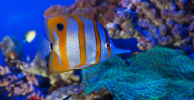 Genoa: Aquarium & Christopher Columbus' House Entry Tickets - Key Points