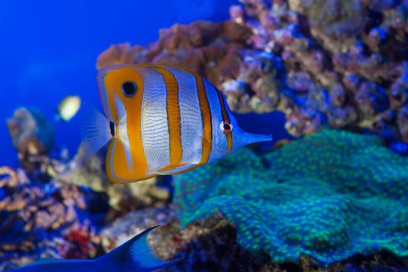Genoa: Aquarium, Galata Museum and Submarine Entry Tickets - An In-Depth Look at the Experience