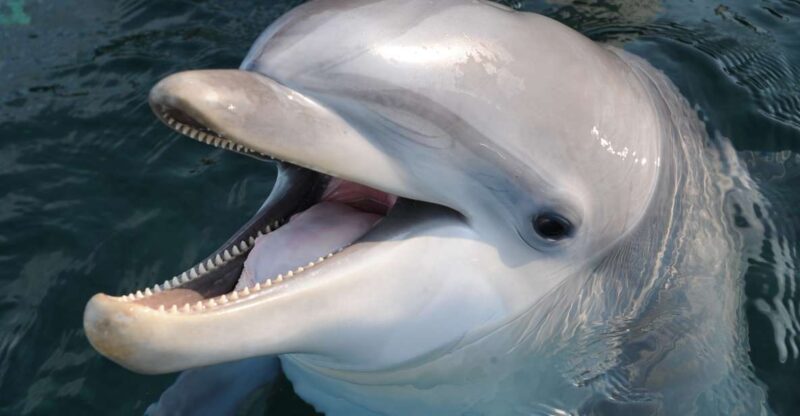 Genoa: Aquarium of Genoa & City of Children and Youth Ticket - Key Points