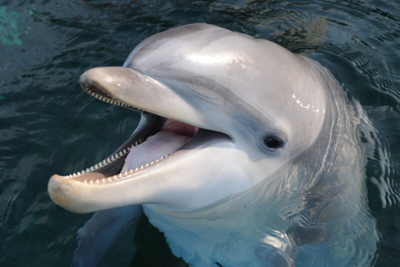 Genoa: Aquarium of Genoa & City of Children and Youth Ticket - FAQ