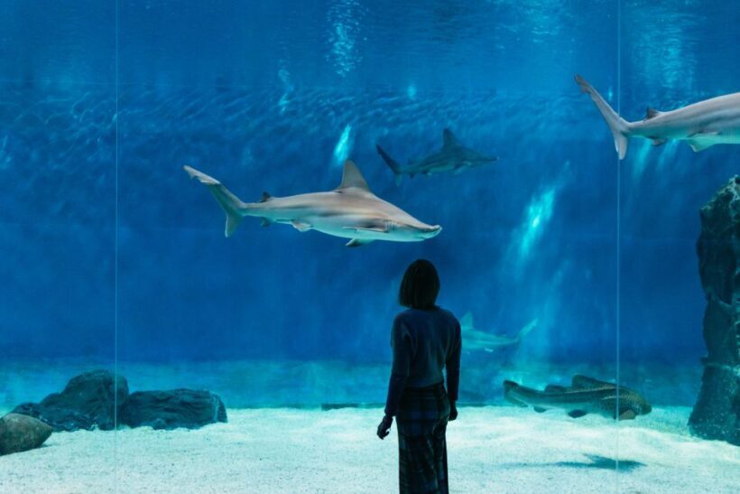 Genoa: Aquarium of Genoa with Lunch - Key Points