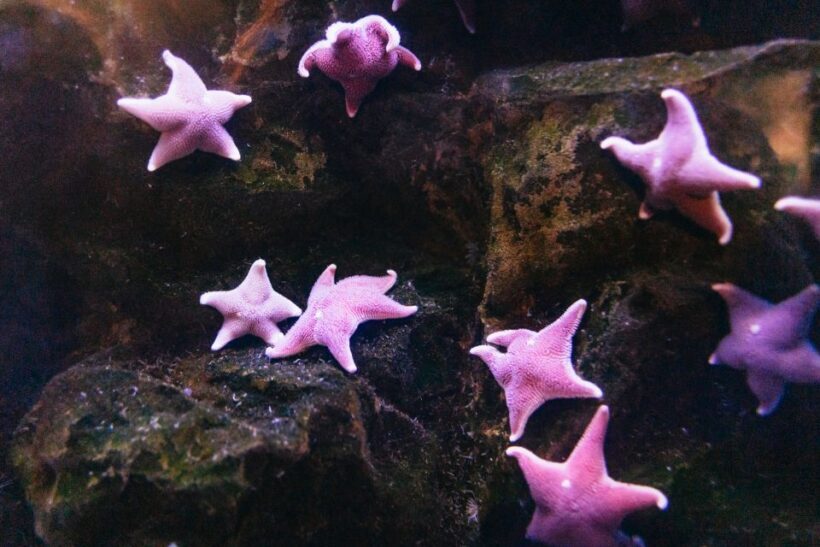 Genoa: Aquarium of Genoa with Lunch - The Highlights of the Genoa Aquarium Experience