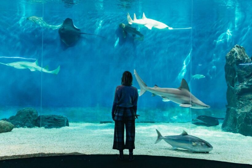 Genoa: Aquarium of Genoa with Lunch - Analyzing the Value