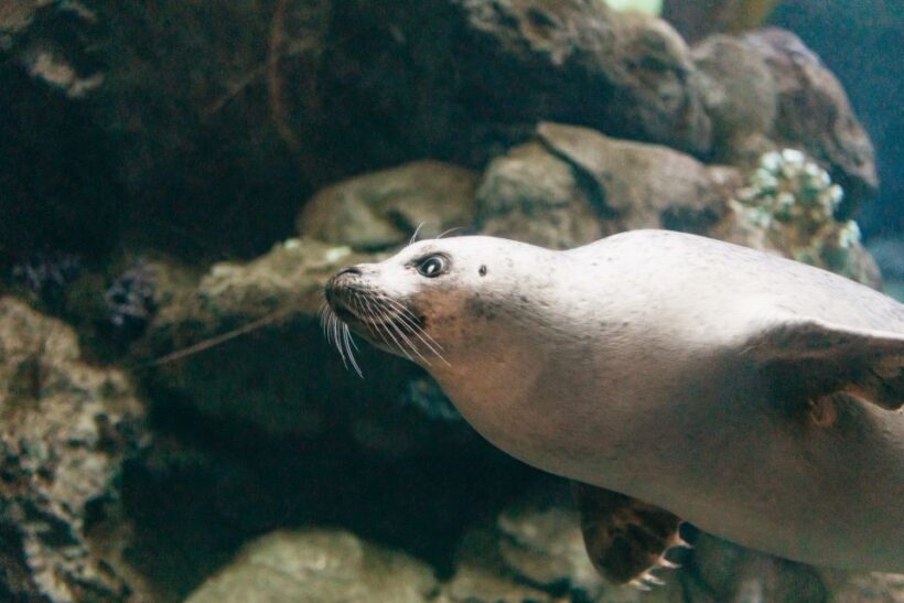 Genoa: Aquarium of Genoa with Lunch - Final Thoughts