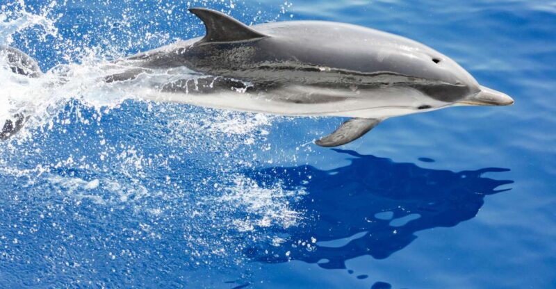 Genoa: Cetacean Watching Cruise with Marine Biologist Guide - Who Will Love This Tour?