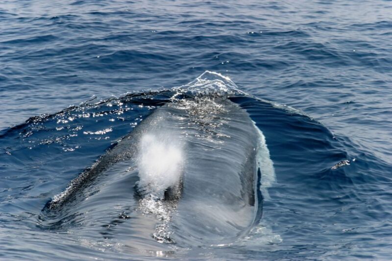 Genoa: Cetacean Watching Cruise with Marine Biologist Guide - The Final Word
