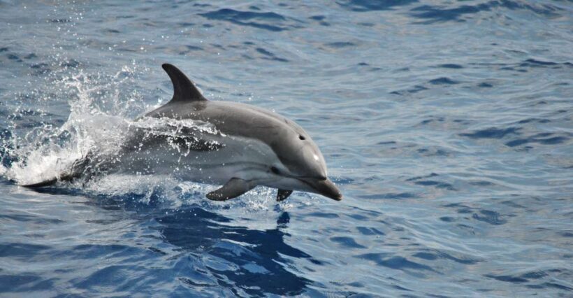 Genoa: Pelagos Sanctuary Whale Watching Cruise - Key Points