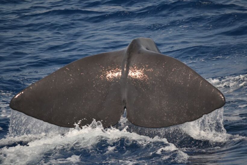Genoa: Pelagos Sanctuary Whale Watching Cruise - The Experience in Detail