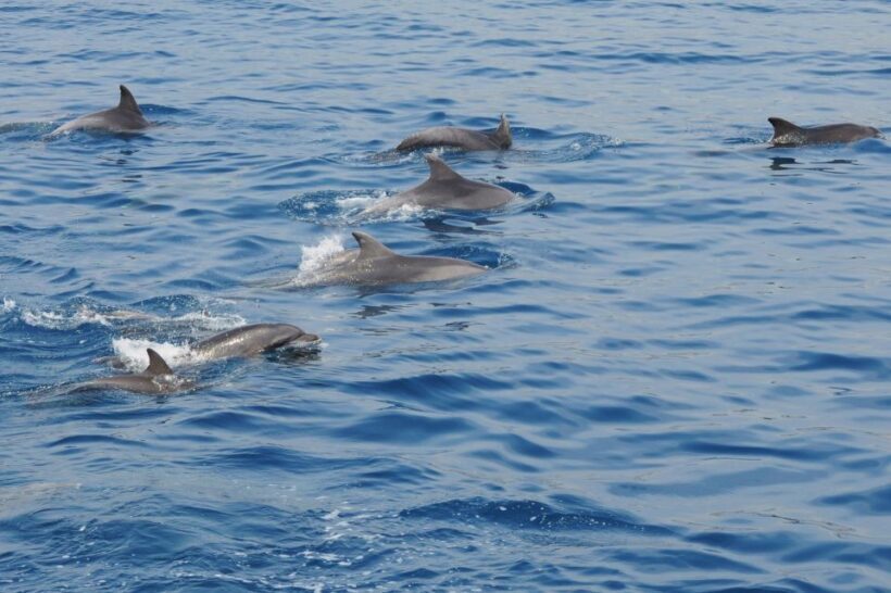 Genoa: Pelagos Sanctuary Whale Watching Cruise - The Sum Up