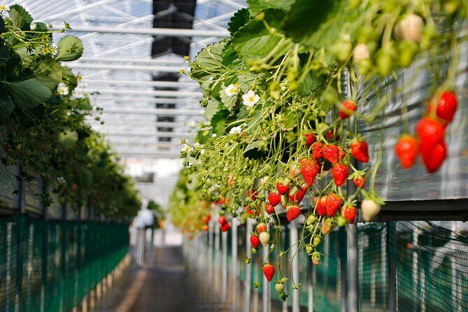 Genting Highlands En-route Batu Caves & Strawberry Farm Day Tour with Authentic Indian Lunch Private & Guided - A Full-Day Adventure from Kuala Lumpur