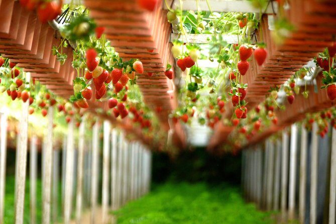 Genting Highlands En-route Batu Caves & Strawberry Farm Day Tour with Authentic Indian Lunch Private & Guided - Who Should Consider This Tour?