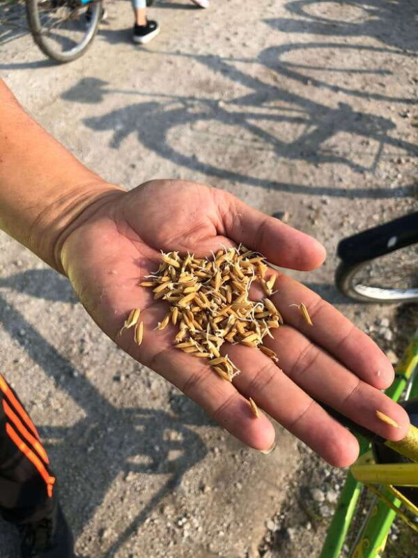 George Town: Balik Pulau Countryside Morning Cycling Tour - The Itinerary Breakdown