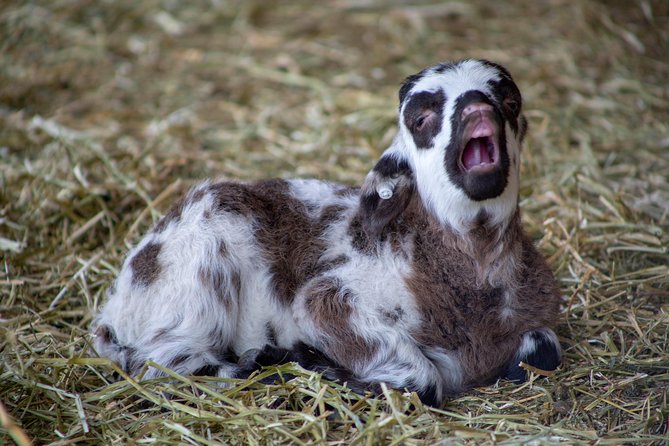 George Washingtons Mount Vernon Gardens & Grounds Admission - Visitor Tips for a Memorable Experience