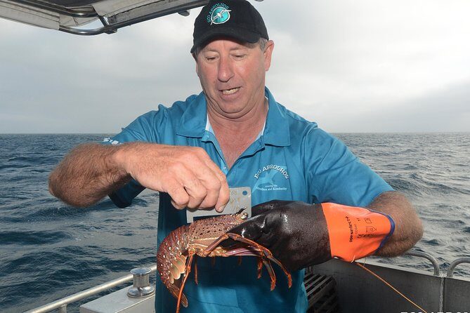 Geraldton Lobster Pot Pull - The Reward: Fresh Crayfish to Take Home