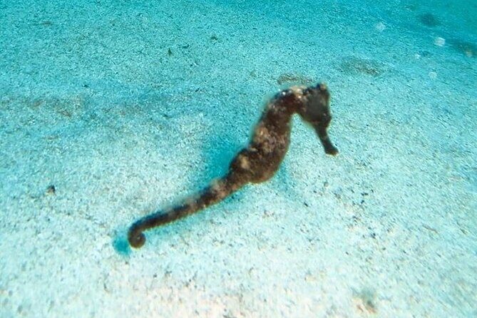 Get SCUBA Certified at San Juan - FAQ