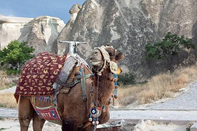 Get the Hump on Cappadocia's Camel ride - Setting the Scene: The Experience and Its Highlights