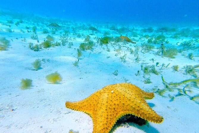 Get to know heaven on earth with Chivis del mar private - Why Choose This Tour?