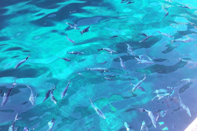 Getaway to the Calanques of Piana de Cargèse in a small group - The Sum Up