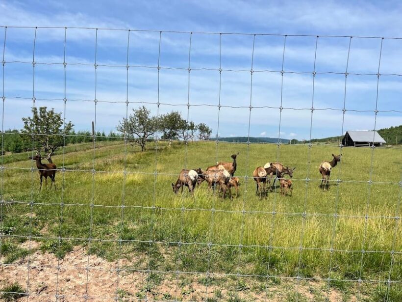 Gettysburg: Horse-Drawn Carriage Tour Countryside & Orchards - A Thorough Look at the Experience