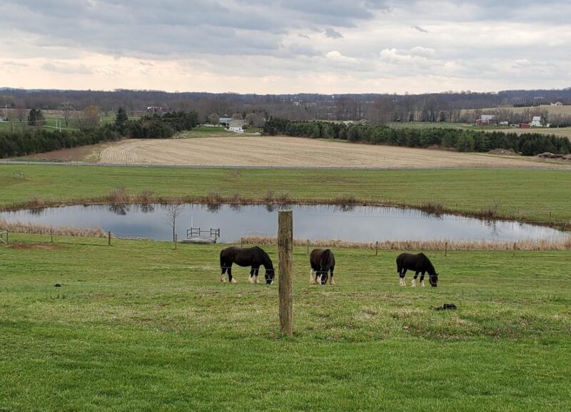 Gettysburg: Horse-Drawn Carriage Tour Countryside & Orchards - The Value of This Experience