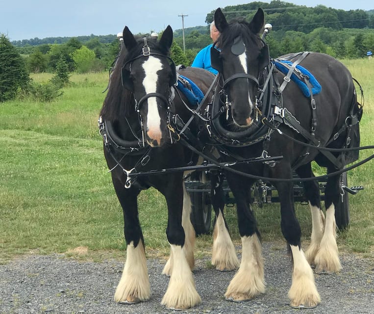 Gettysburg: Horse-Drawn Carriage Tour Countryside & Orchards - Authentic Experiences and Honest Impressions