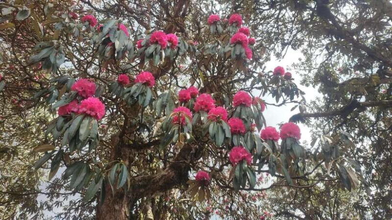 Ghorepani Poon Hill Trek - 4 Days (Full Package) - Transportation & Logistics